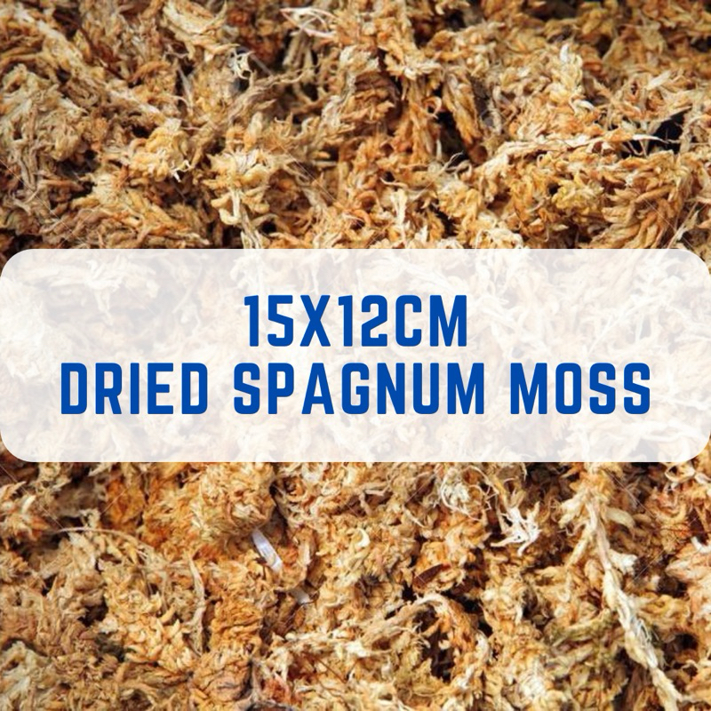 SG READY STOCK | PREMIUM Chilean Dried Sphagnum Moss | Spaghnum Moss ...
