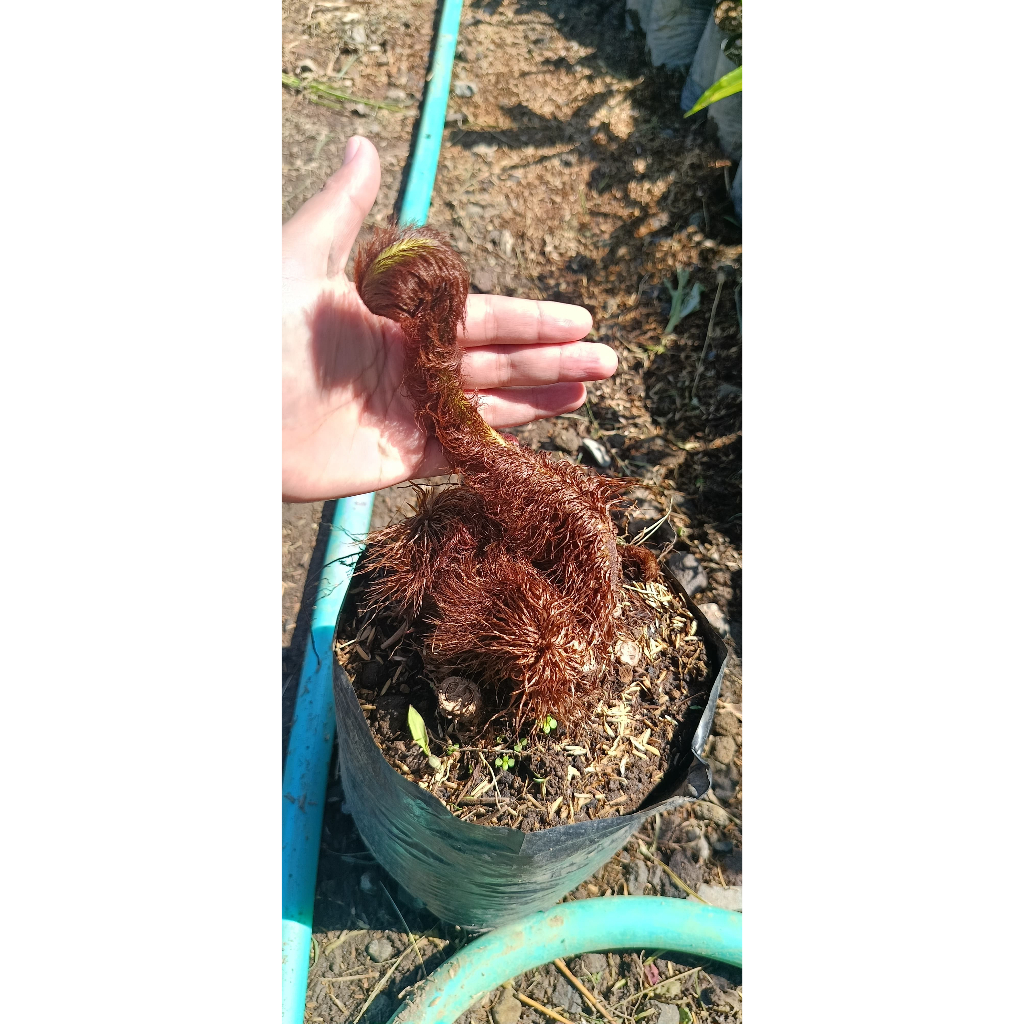 Monkey Tail Fern - Lepisorus bicolor | Unique & Easy-Care Fern | Shopee ...