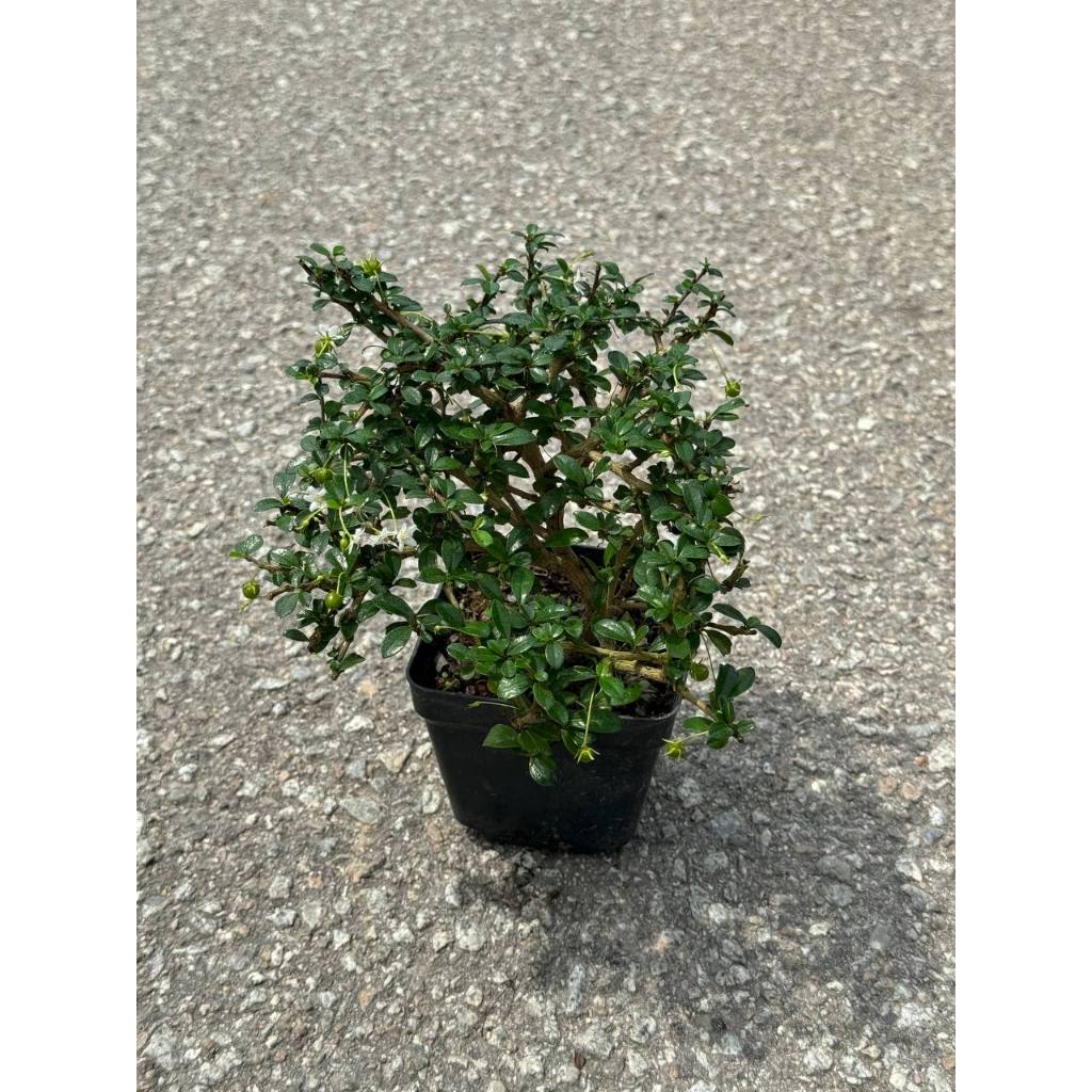 Fukien Tea Tree Bonsai Plant - Affordable Beginner Bonsai Singapore ...