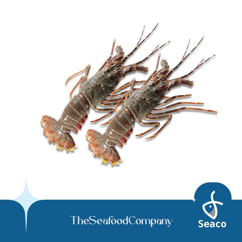 [Seaco] Mini Bamboo Lobster (50-100g/pc) | Shopee Singapore