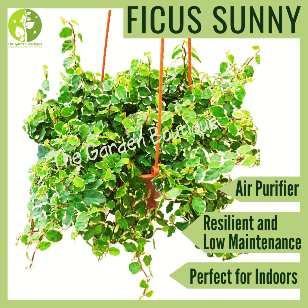 [Local Seller] Ficus Sunny Houseplant Indoor Plant Outdoor Plant ...