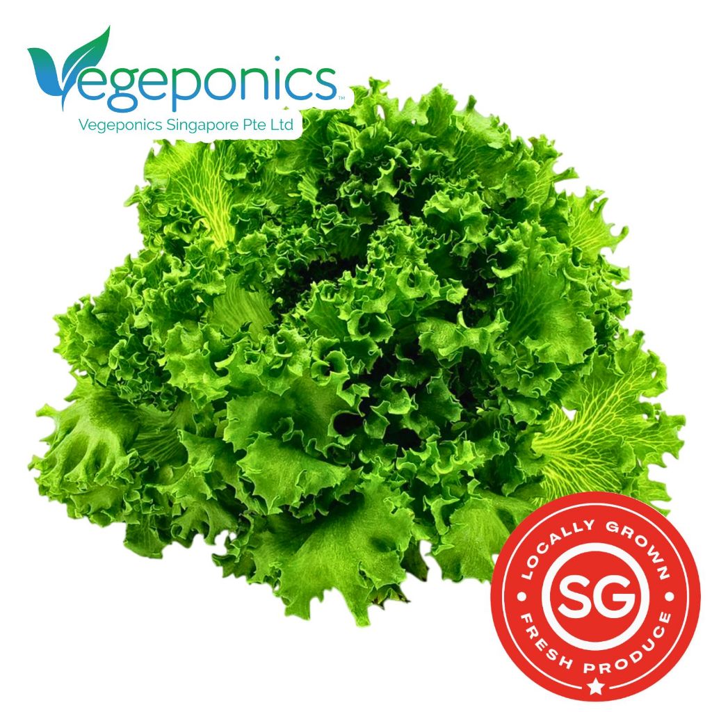 Vegeponics Pesticide-Free Crystal Lettuce 生菜 120g | Shopee Singapore