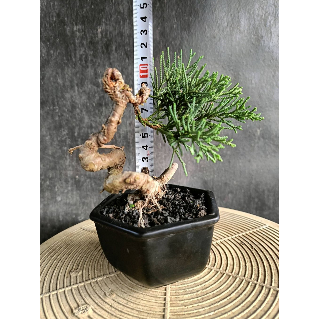 Bonsai Juniperus Sinensis - Classic and Elegant Juniper Bonsai Tree ...
