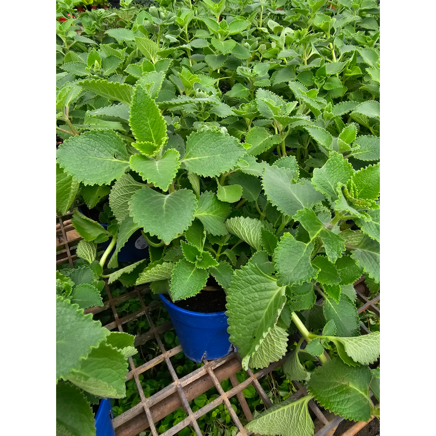 Coleus Amboinicus Indian Borage Cuban Oregano House Home Potted Plant ...