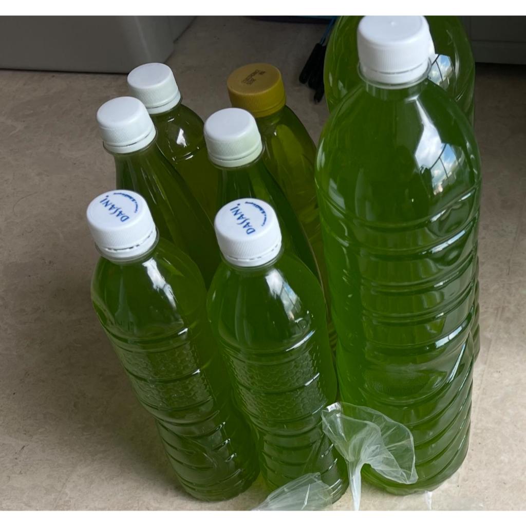 [LOCAL SG] Algae Water Green Water for Daphnia Magna, moina, boon ...