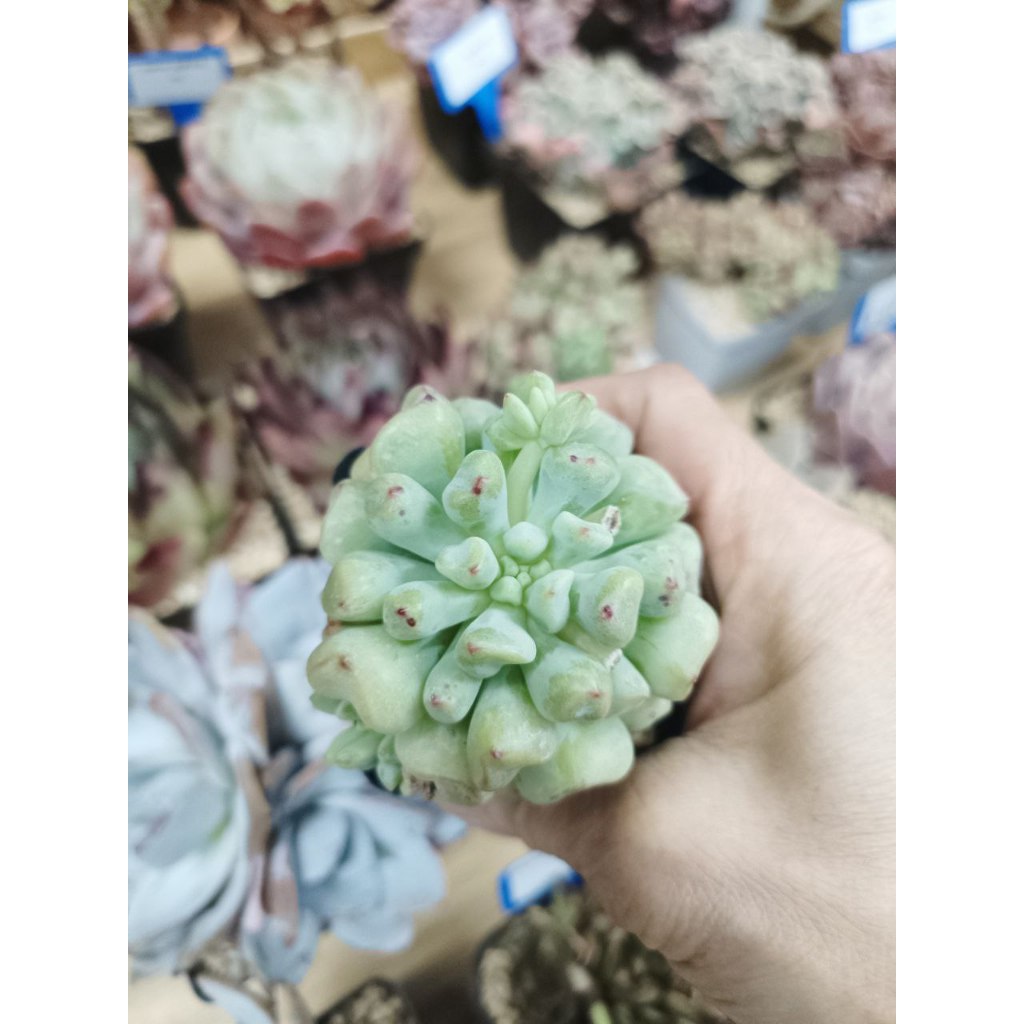 Succulent Succulents Echeveria Jasmine Grape SG seller Ready stock send ...