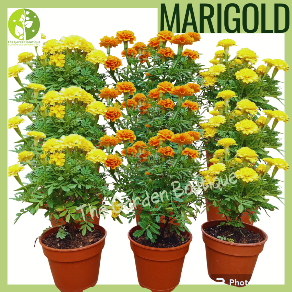 [Local Seller] Marigold Fresh Flower Houseplant Garden Plant Gift Idea ...