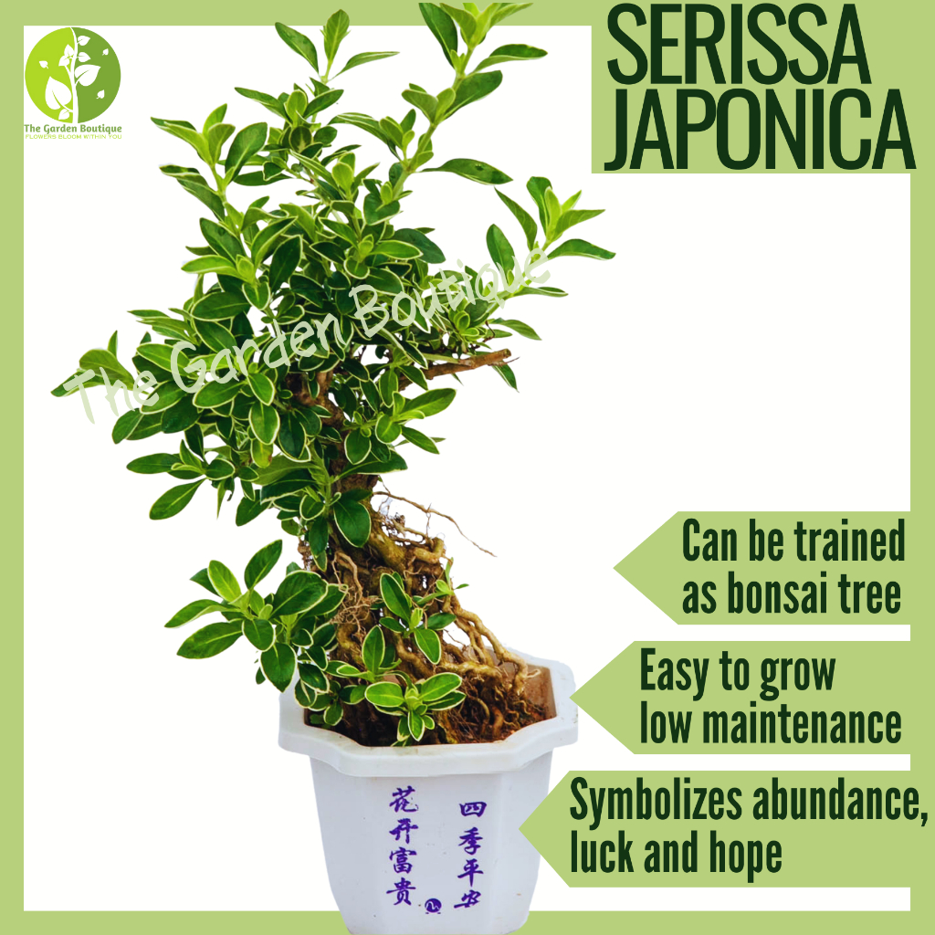 [Local Seller] Serissa Japonica Bonsai Tree Houseplant Indoor Plant Pot ...
