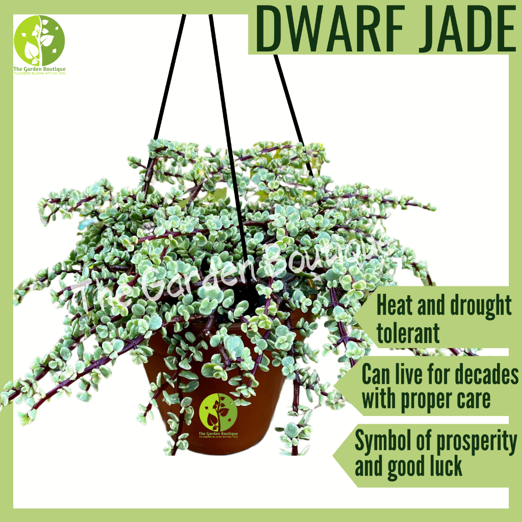 [Local Seller] Dwarf Jade Succulent Houseplant Lucky Plant Hanging ...