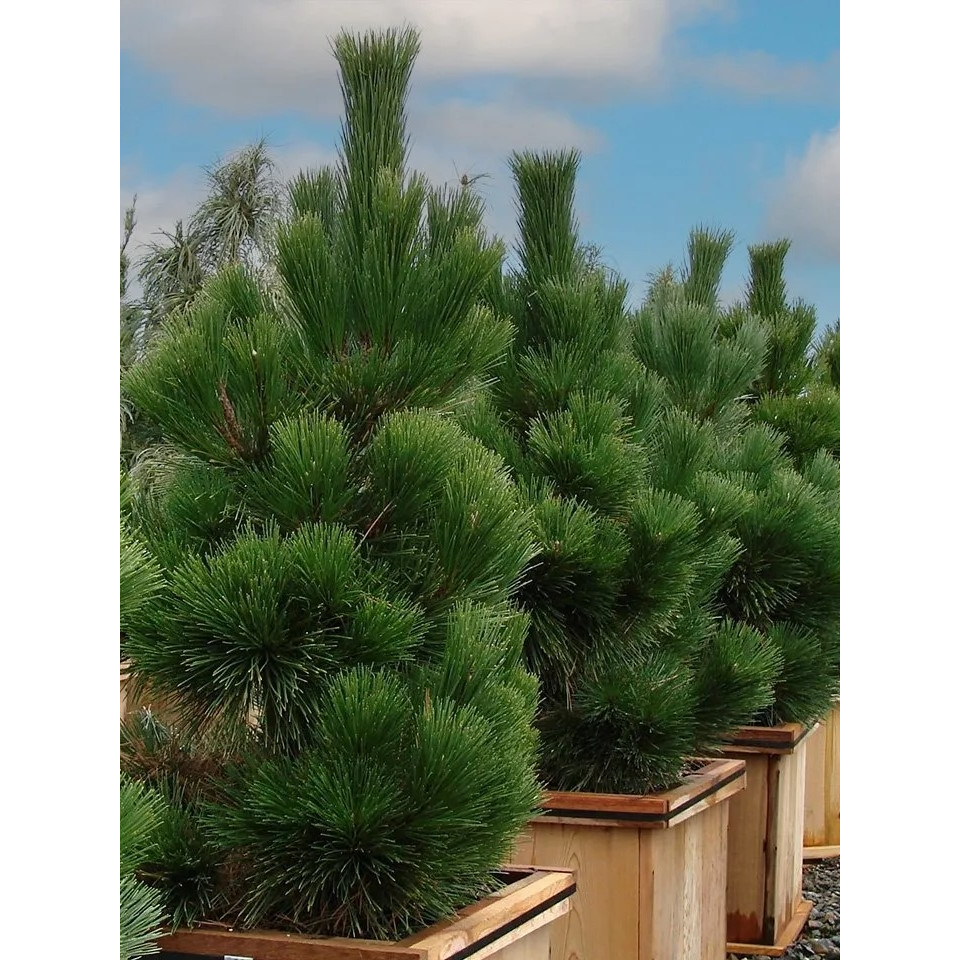 Pinus Thunbergii 'Thunderhead'Japanese Black Pine Tree | Shopee Singapore