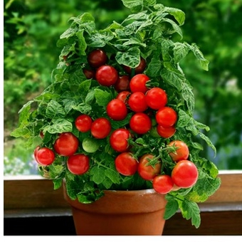 【BUY1FREE1】Red Pearl Tomato Vegetable Seeds / Small Tomato Balcony ...