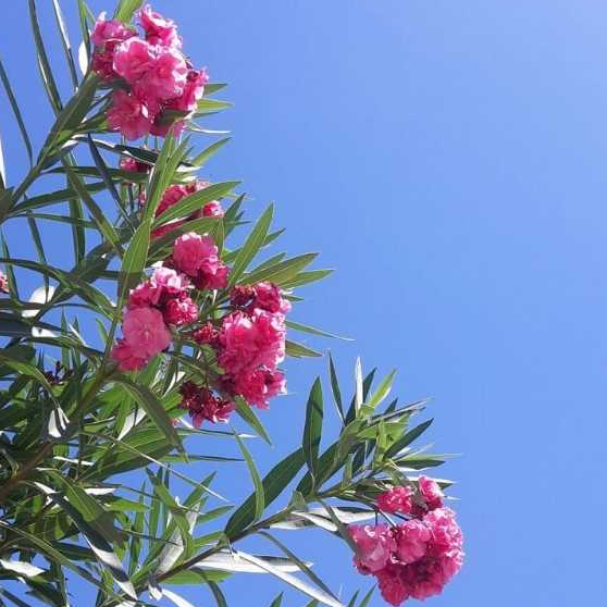 Nerium Oleander, Rose Bay, Rose Laurel, Dog Bane, Scented Oleander ...