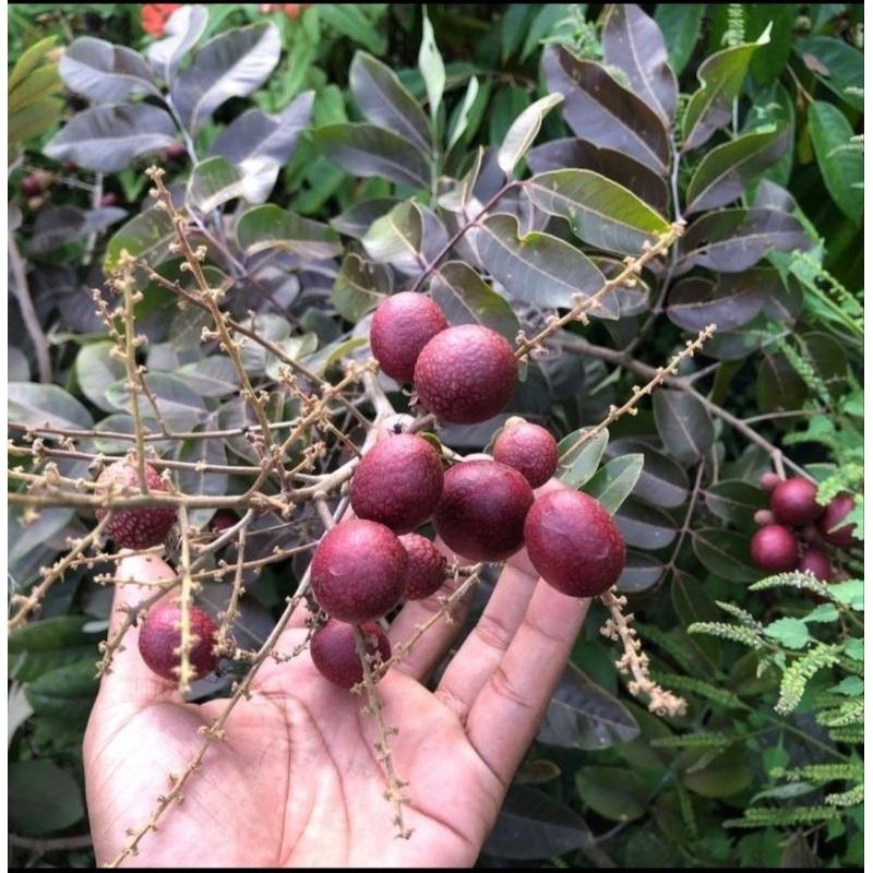 Rare Red Longan Plant - Dimocarpus longan for Delicious Tropical Fruit ...
