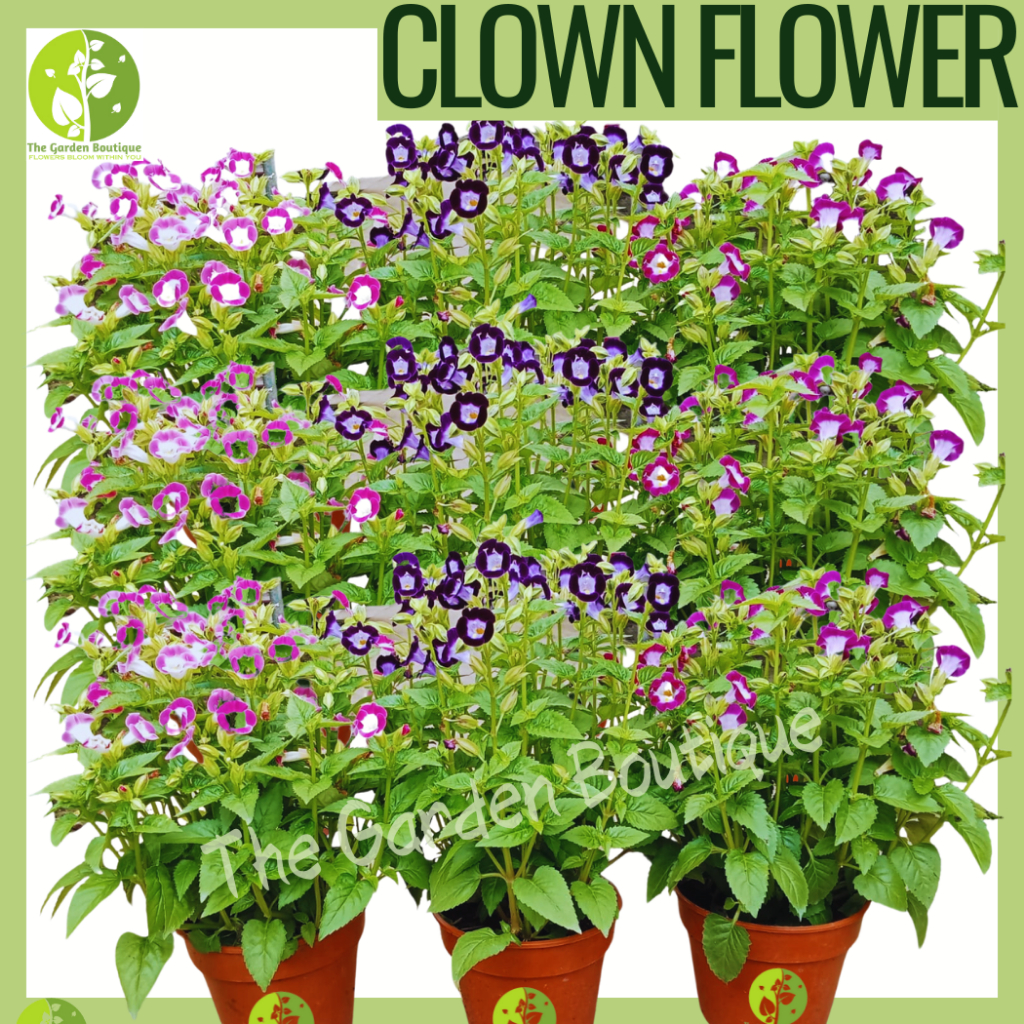 [Local Seller] Clown Flower Fresh Flower Houseplant Garden Plant Gift ...