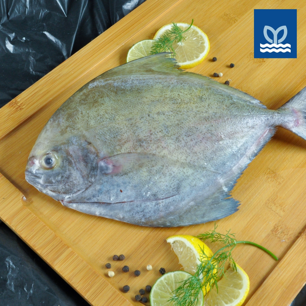 Prime Fresh - Fresh Black Pomfret 黑鲳 400G – 500G | Shopee Singapore