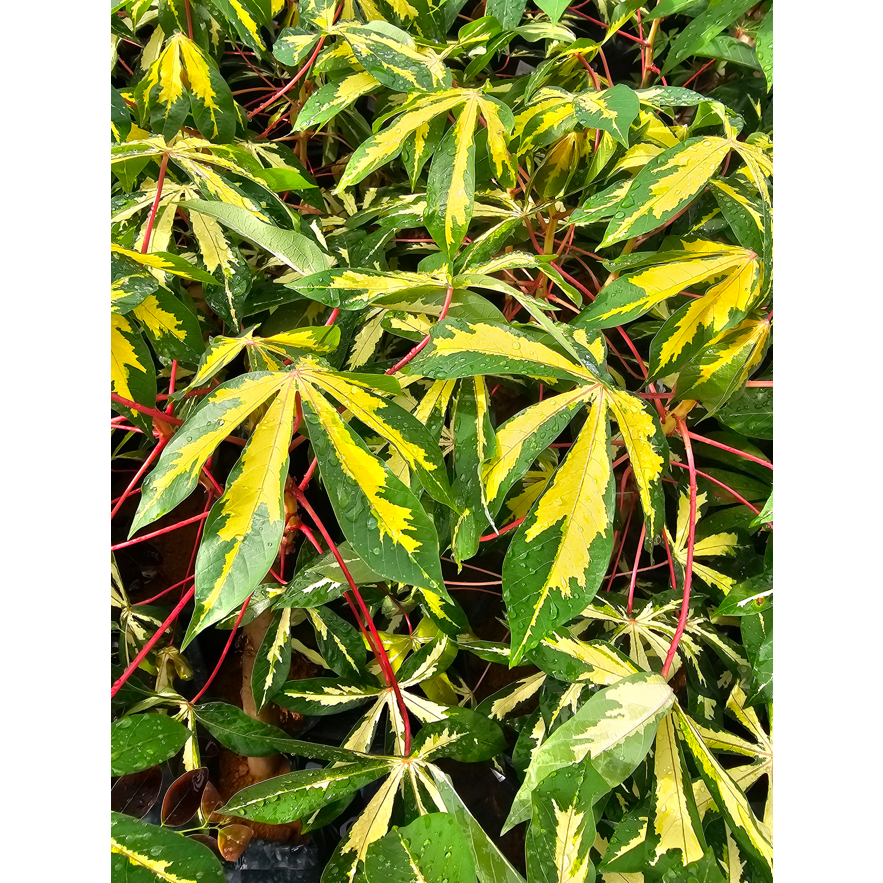 Cassava Tapioca Fruit Tuber Manihot Esculenta Variegated House Home ...