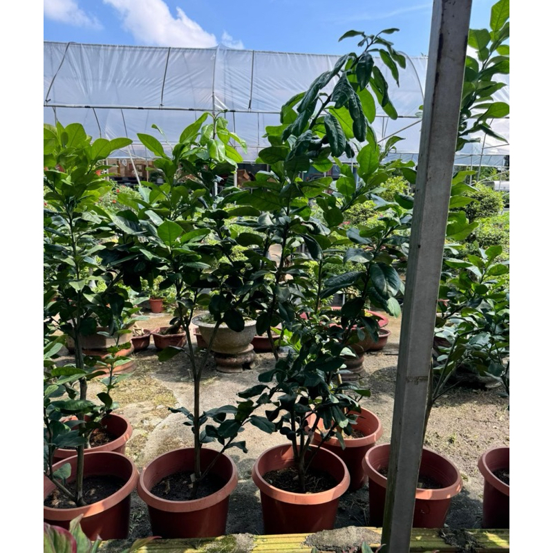 Pomelo fruit tree 1.5meter height ready to growth pomelo fruits and ...