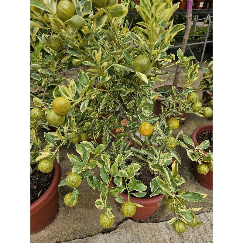 Season Lime Variegated Flowering Fruiting House Home Potted Plant ...
