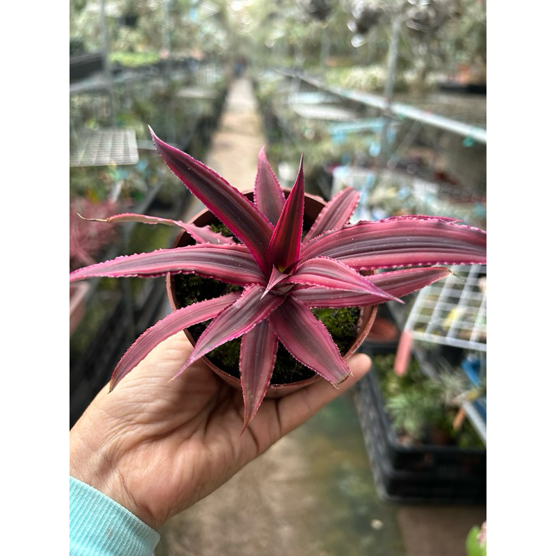 Cryptanthus Red Ribbon and Cryptanthus Pink Starlite *Succulent ...