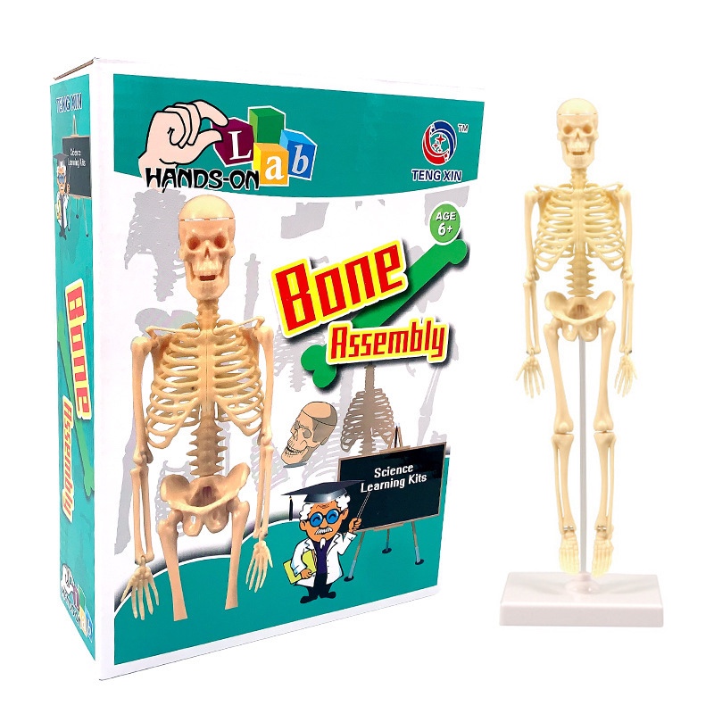 [SG stock] Human Skeleton Model | DIY Assembly | STEM Educational ...