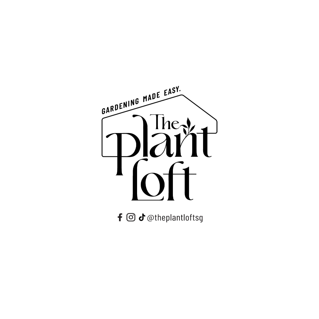 4-leaf water clover (Delivered upright by car) | Shopee Singapore