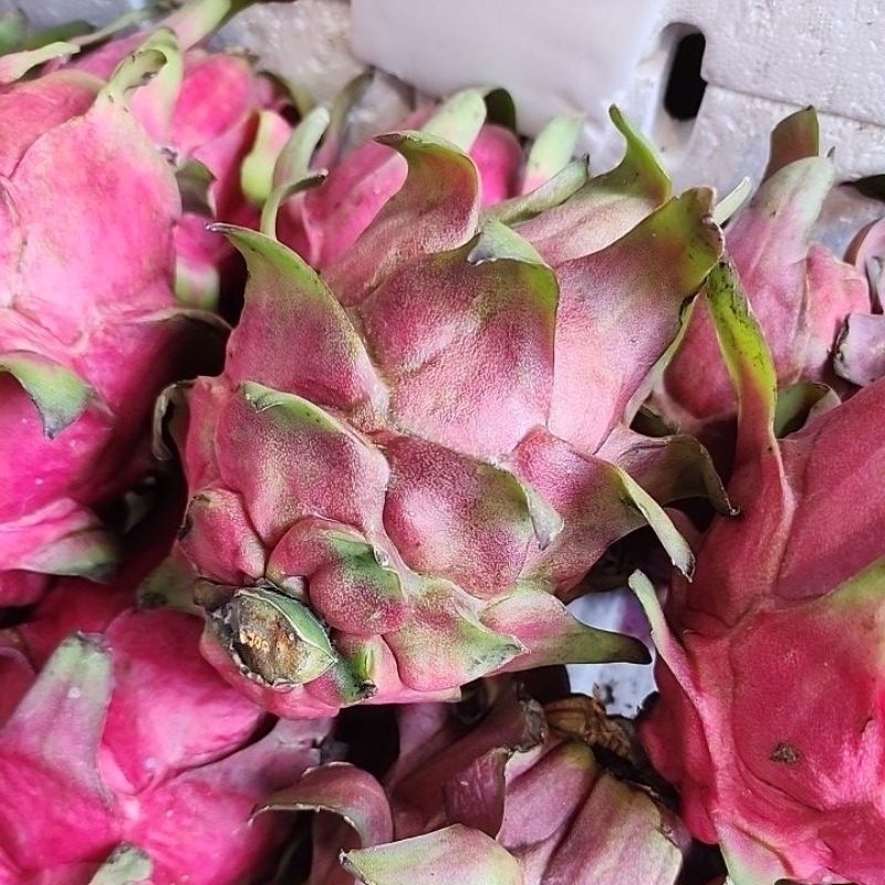 Red Dragon Fruits (Malaysia) | Shopee Singapore