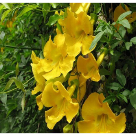 Dolichandra Unguis-Cati Cat's Claw Plant House Home Potted Gardening ...