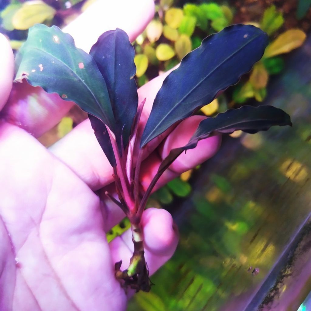 Sindo - Bucephalandra Dark Blue Sekadau - Per Rhizome Bring a Striking Contrast to Your Aquarium ...