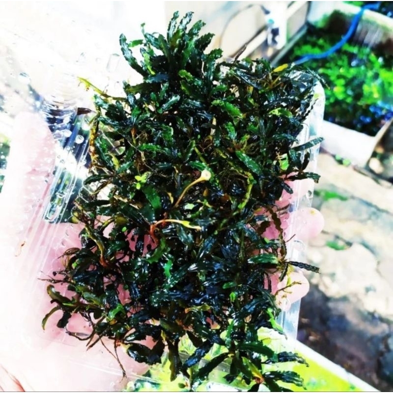 Bucephalandra Mix - Emersed Aquascape Plants | Shopee Singapore