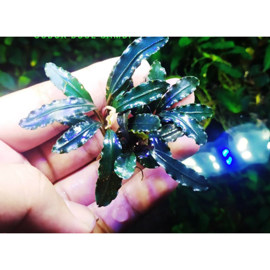 Sindo - Bucephalandra sp. Nanga Pinoh Green Per Rhizome | Shopee Singapore