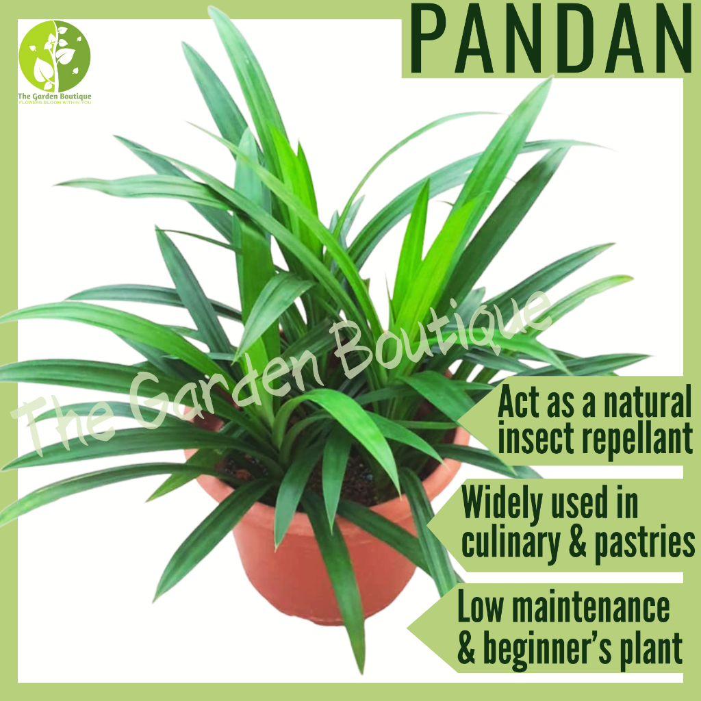 [Local Seller] Pandan Leave Plant Fresh Gardening Edible Houseplant 15 ...