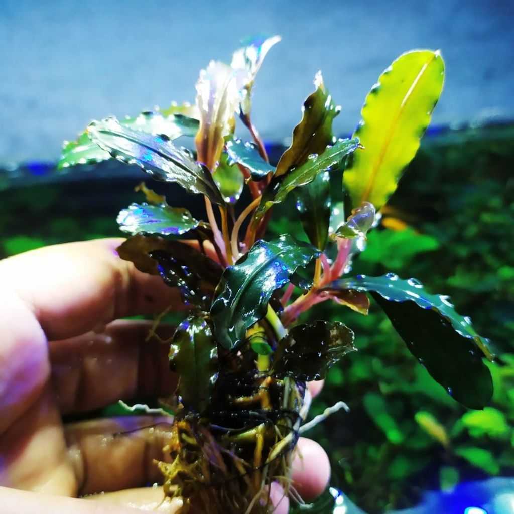 Sindo Bucephalandra sp. Sekadau Red Wave - Per Rhizome Add Vibrant ...