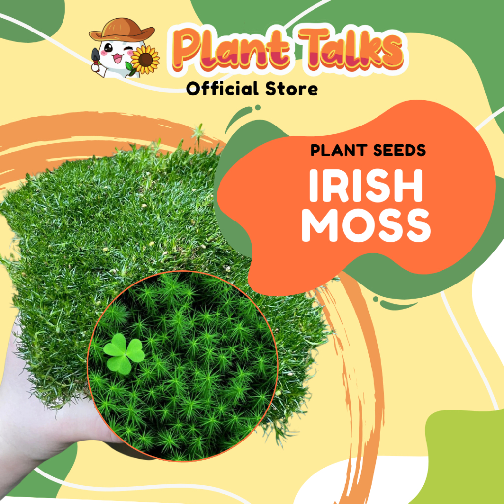 Plant Talks Irish Moss Seeds Pearlwort Sagina Subulata White Flower ...