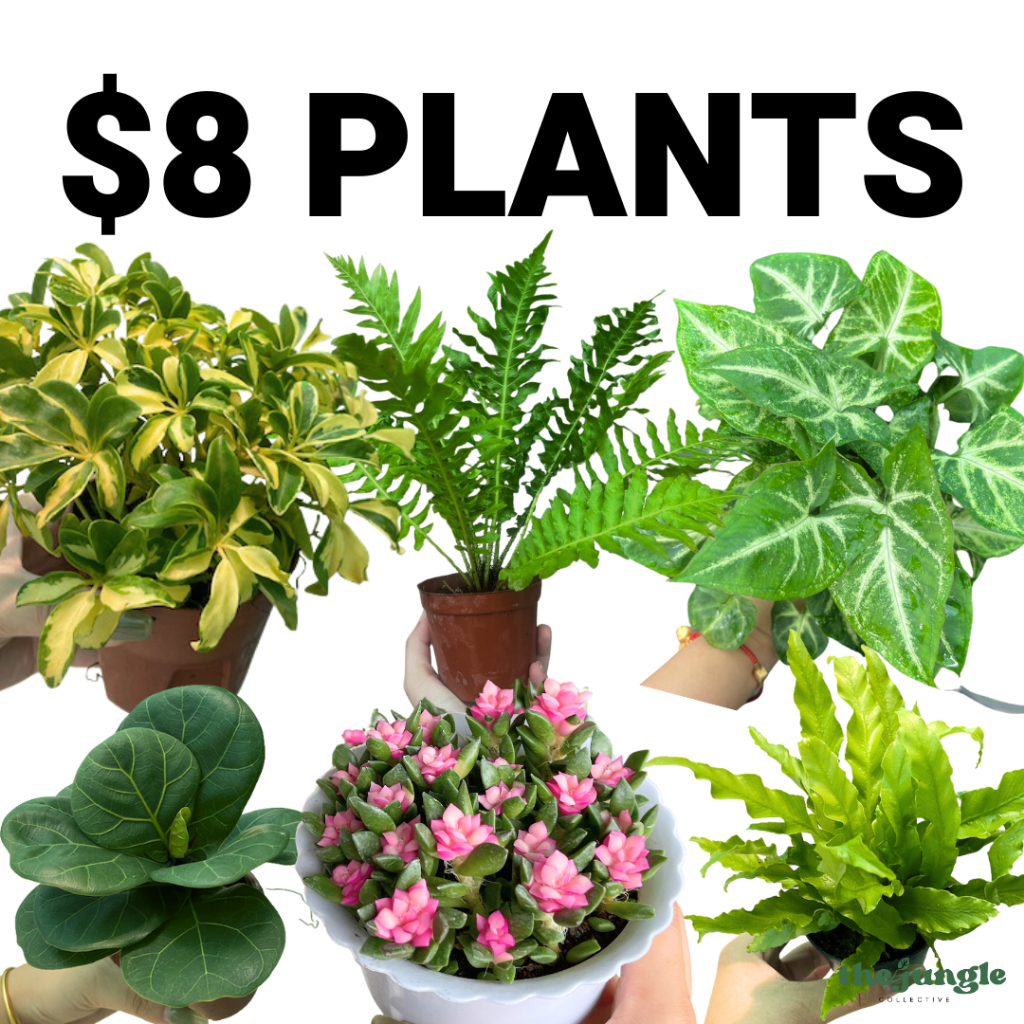 【Discounted!】$8 PLANTS SECTION | Indoor Plants / Balcony | Shopee Singapore
