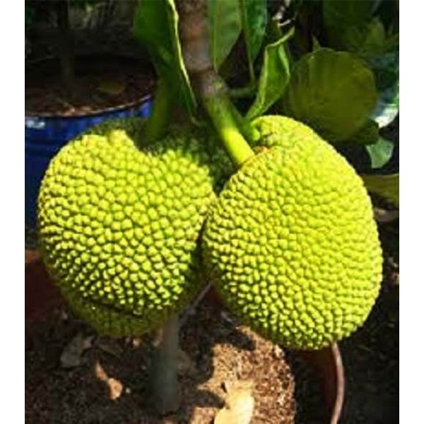 Sindo - Mini Jackfruit Plant – Compact and Fruitful | Shopee Singapore