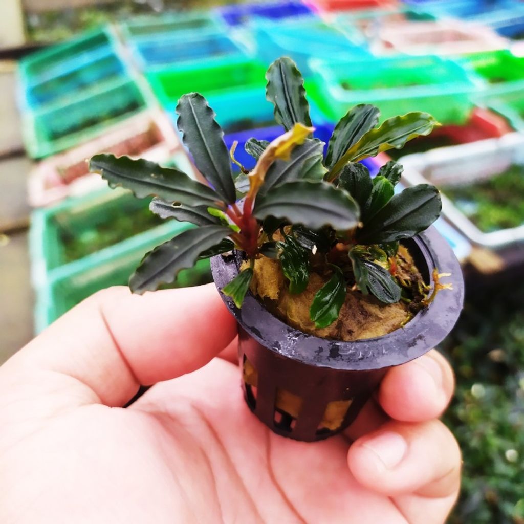 Sindo - Bucephalandra Palm Tree Per Pot Unique Aquatic Plant for ...