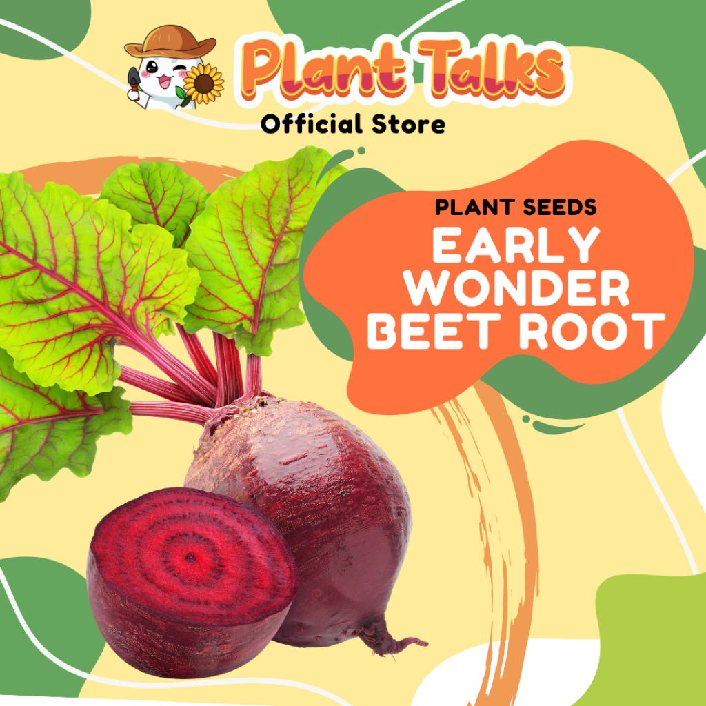 Plant Talks Rare Early Wonder Beetroot Plant Seed Organic Edible Fruit ...
