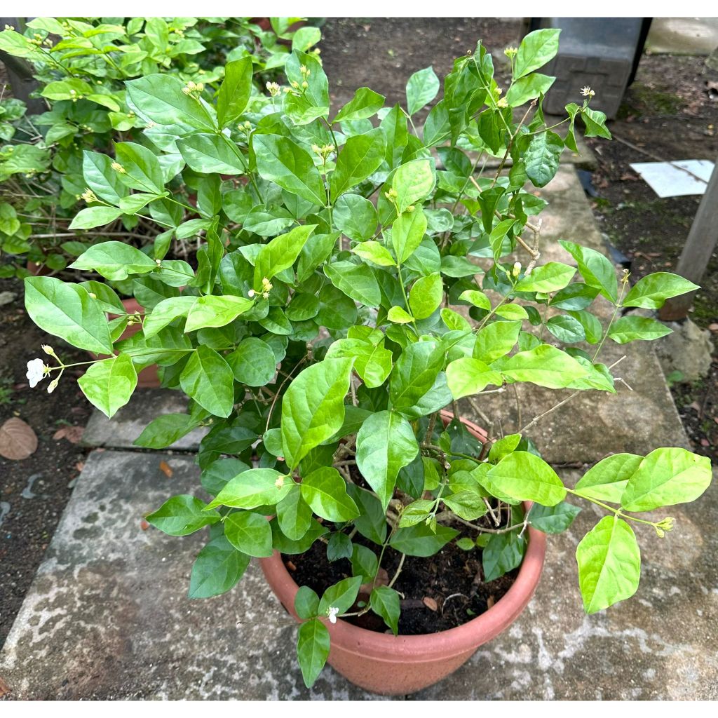 Jasminum sambac - Jasmine plant - Arabian Jasmine, Sambac, Pikake ...