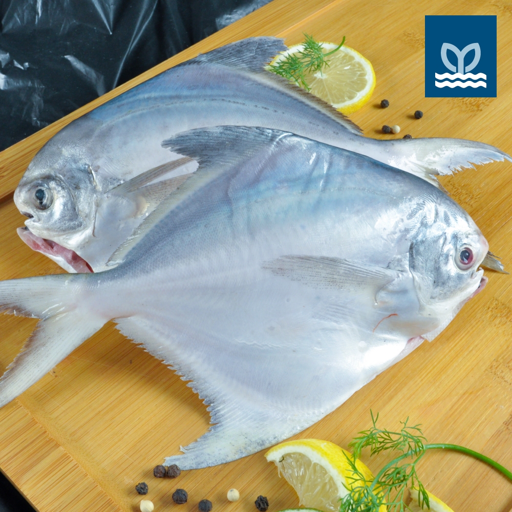Prime Fresh - Fresh White Pomfret 白鲳 300G – 400G - Whole | Shopee Singapore