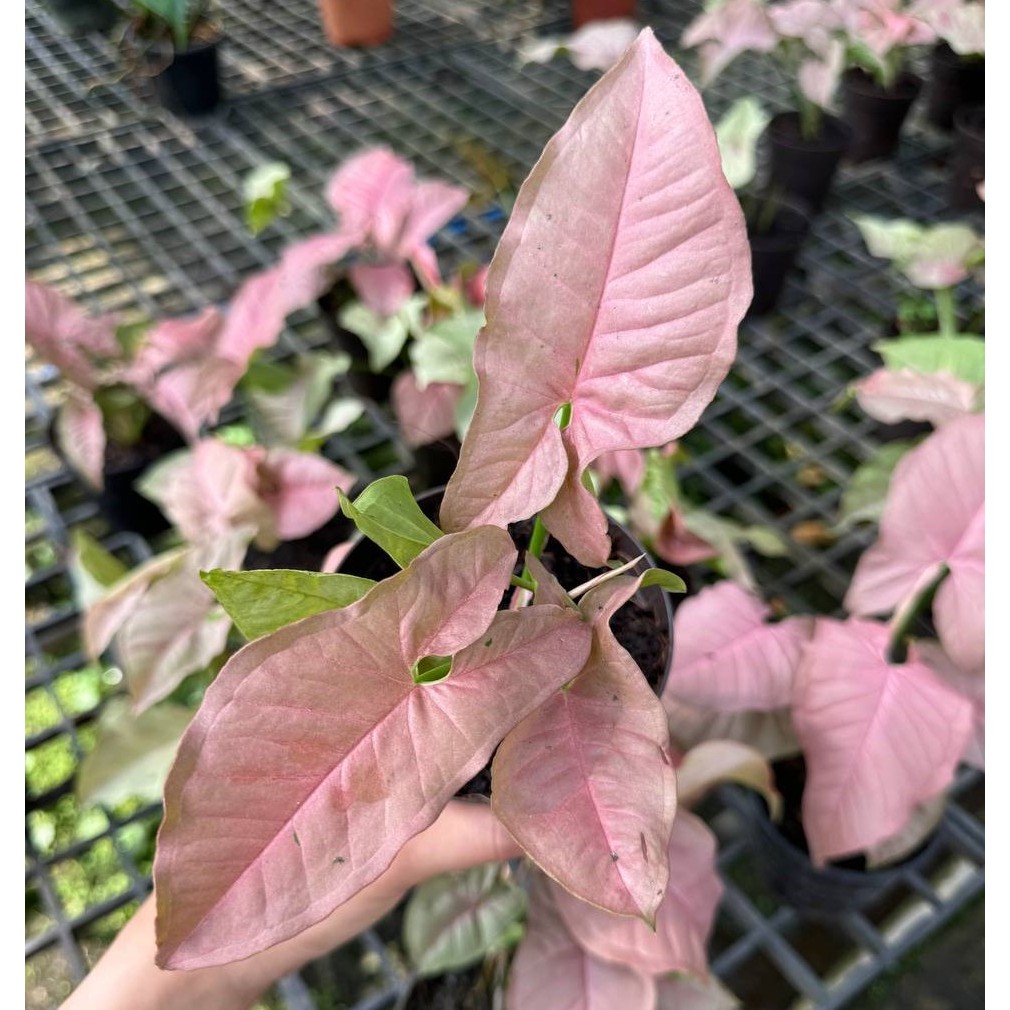 Syngonium Neon Pink (Small) - Pretty and Easy Care House Plant | Shopee ...