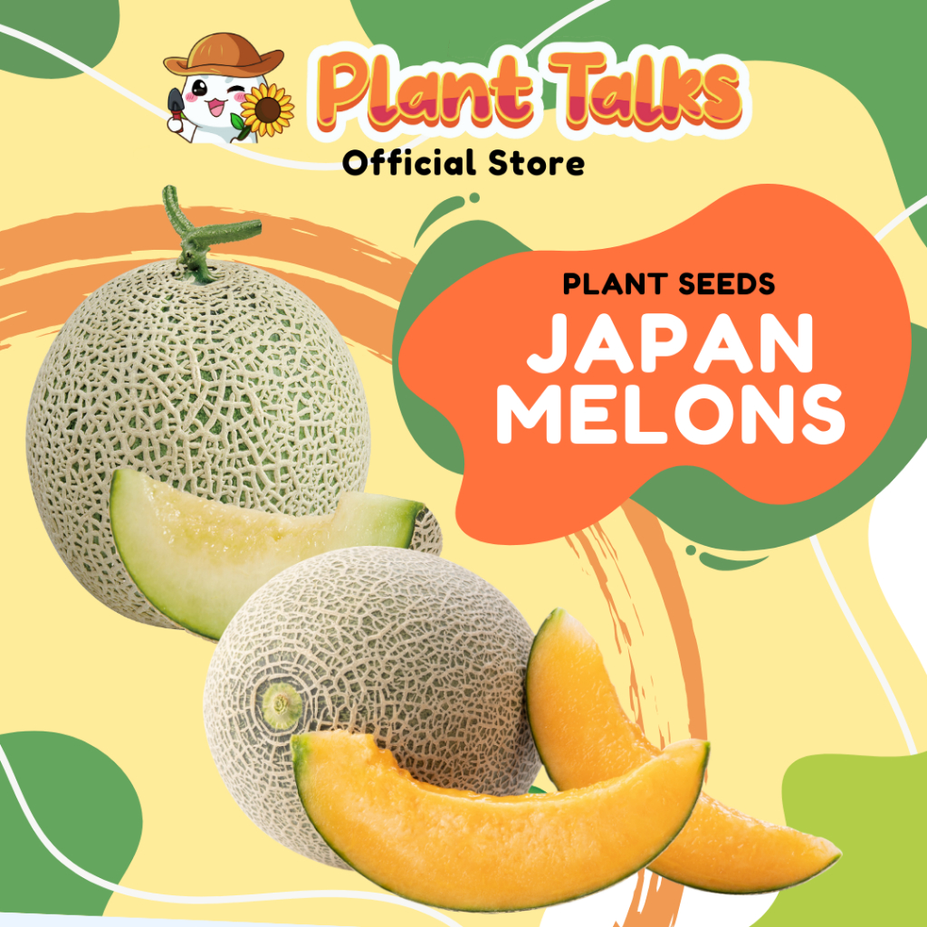 Plant Talks Japanese Melon Seed Japan Fruit Seed High Germination Rate ...