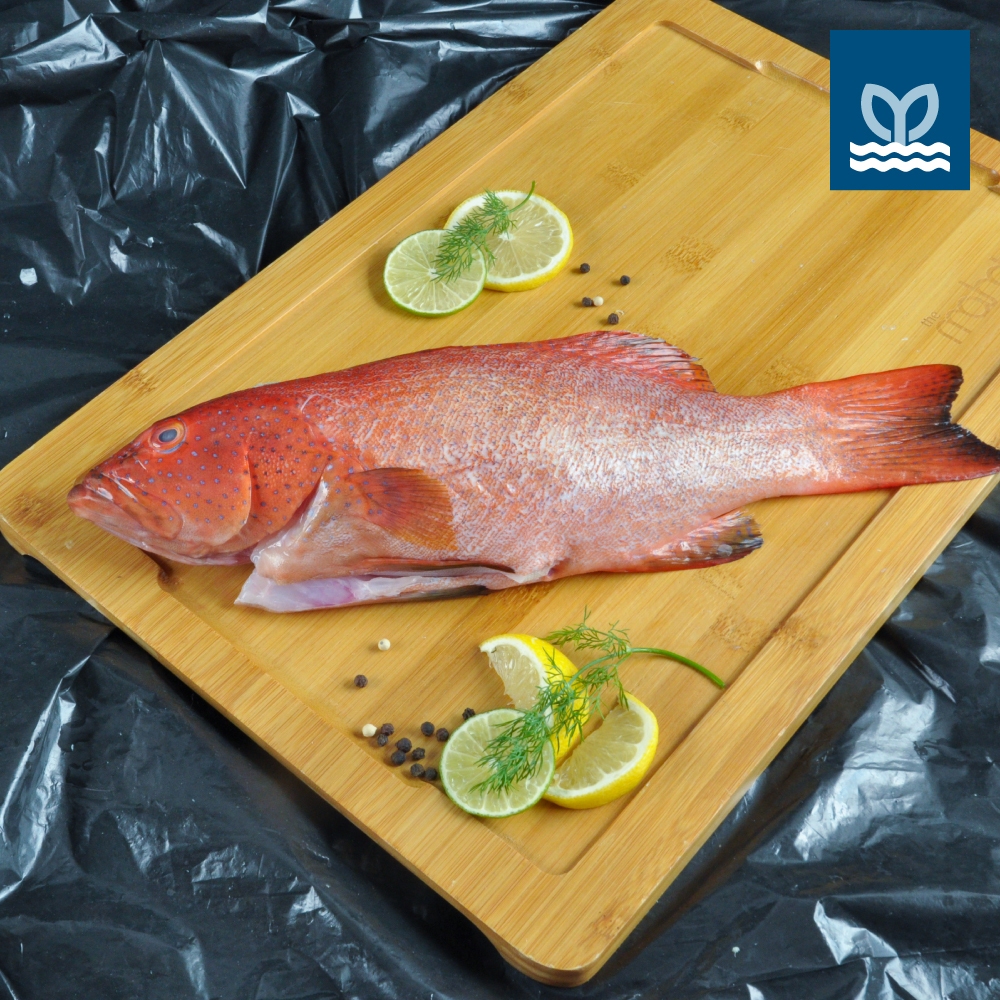 Prime Fresh - Fresh Red Grouper 红斑 (Ang Gau) - Whole - S/M | Shopee ...