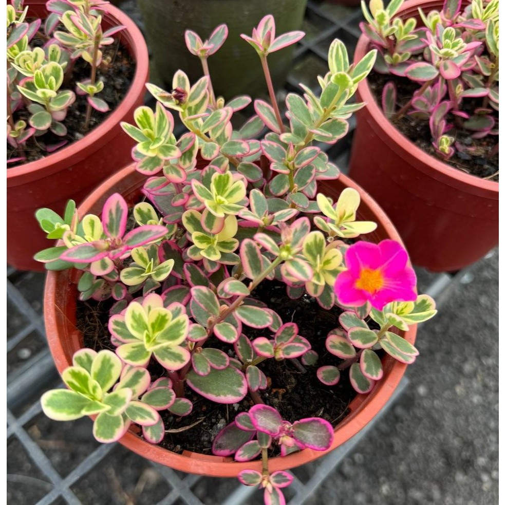 Portulaca Oleracea Variegated - Beautiful Flowering Easy Care Plant ...