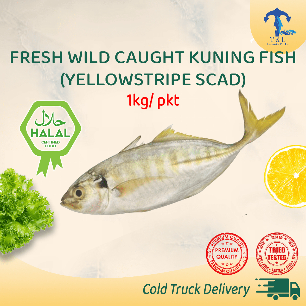HALAL Fresh Wild Caught KUNING fish (yellowstripe scad) (1kg/pkt)新鲜 军宁鱼 ...