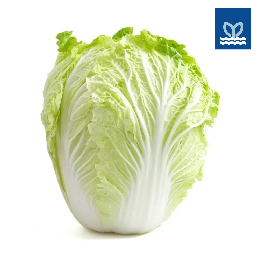 Prime Fresh - Chinese Cabbage 皇白菜 | Shopee Singapore