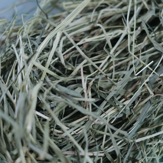 [SG Stock] 1st Cut Timothy hay [Sun-dried] 1kg suitable for rabbits ...