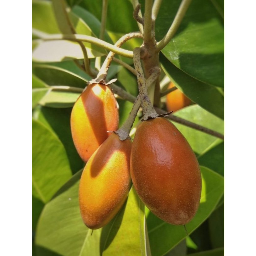 Manilkara Kauki - Rare & Resilient Tropical Tree for Fruit, Shade, and ...