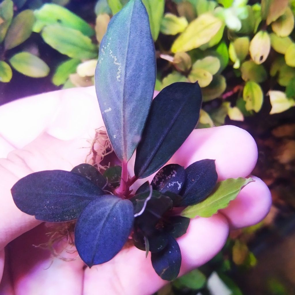 Sindo - Bucephalandra sp. Dark Silver Grey - Per Rhizome Elevate Your Aquascape | Shopee Singapore