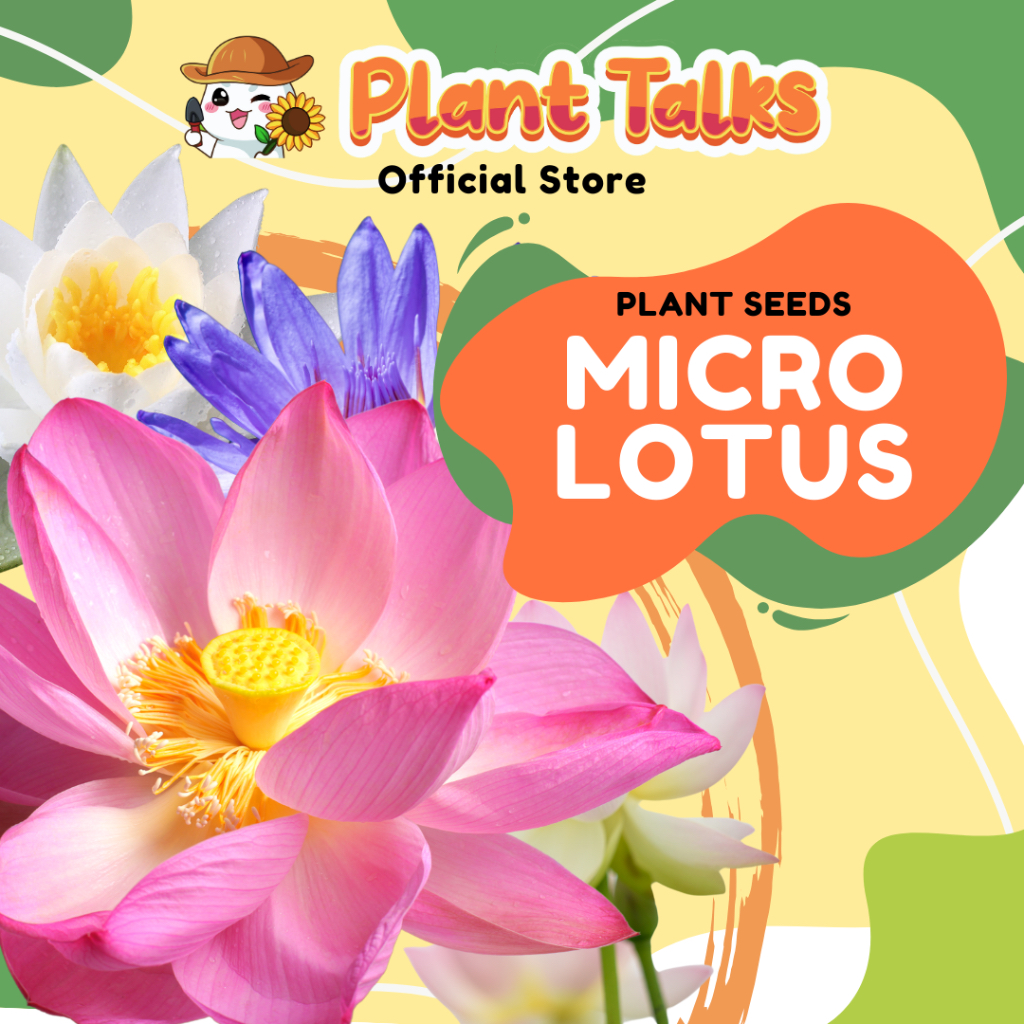 Plant Talks Micro Bowl Lotus Flower Seed Aquatic Plant Seeds | Shopee ...