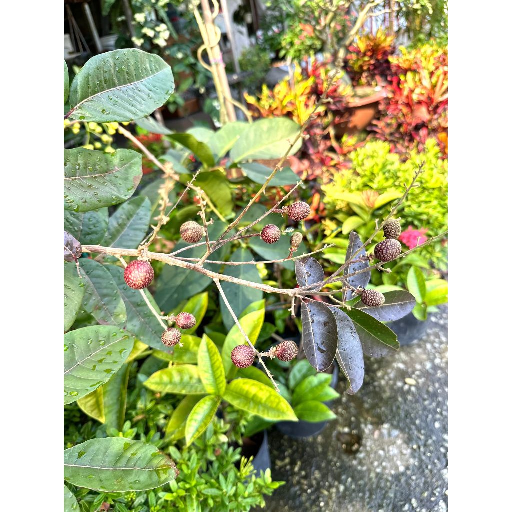 Grafted Purple longan tree/longan plant/fruit plant | Shopee Singapore